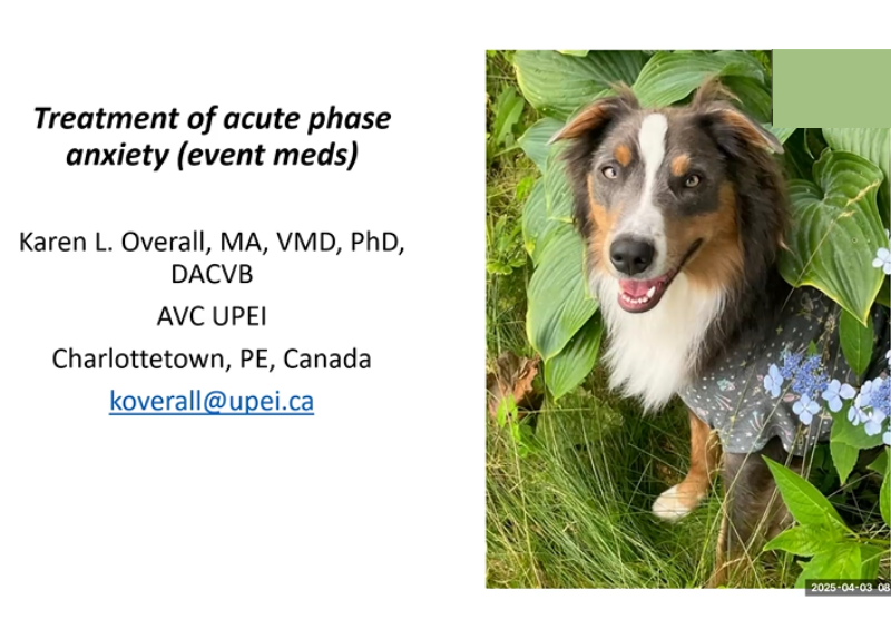 ANZCVS: All courses | ANZCVS